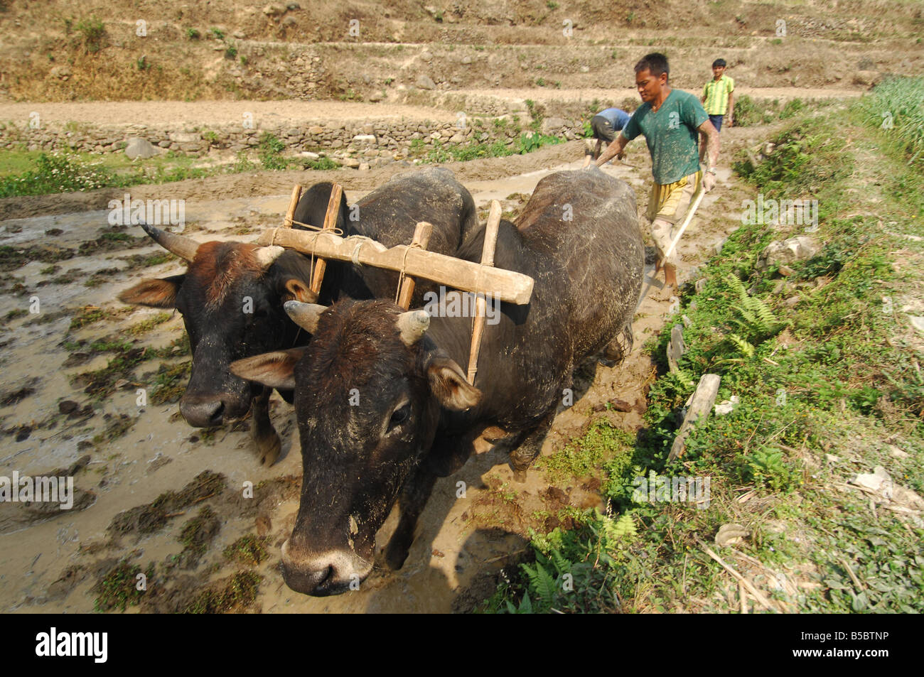 Using cattle to plough the terraced paddy fields in the hills of Nepal ...