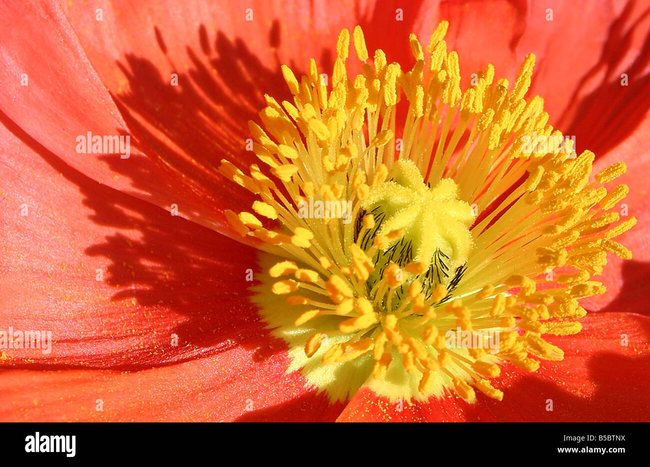 Magnoliophyta hi-res stock photography and images - Alamy