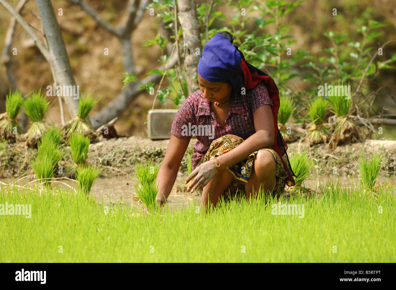 Padi field hi-res stock photography and images - Alamy