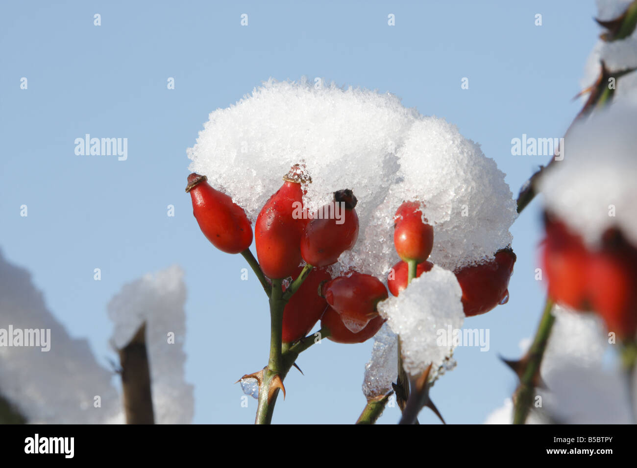 Snow rose and winter rose uk hi-res stock photography and images - Alamy