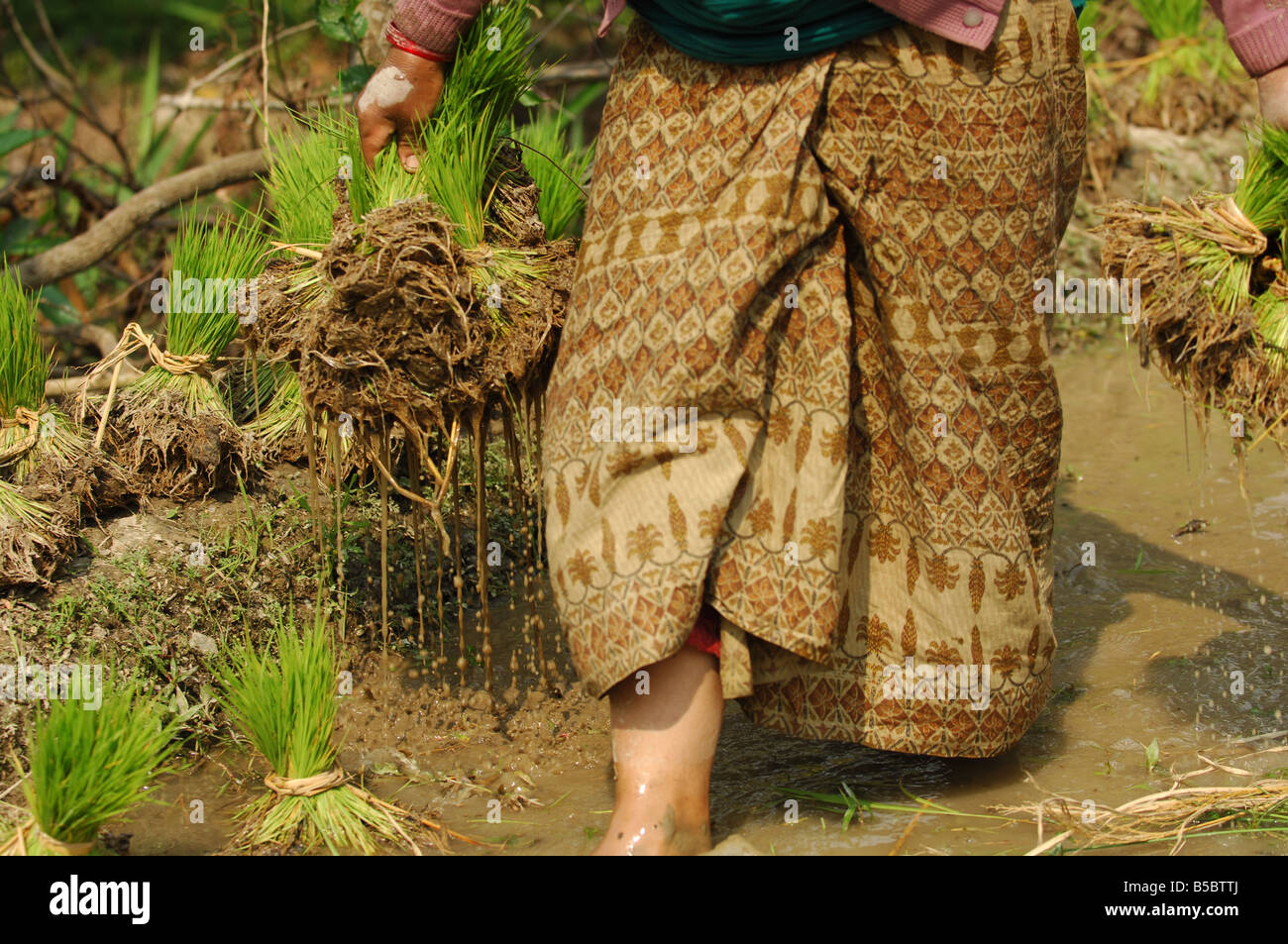 Transplanting rice in a padi field in the hills of Nepal Stock Photo ...