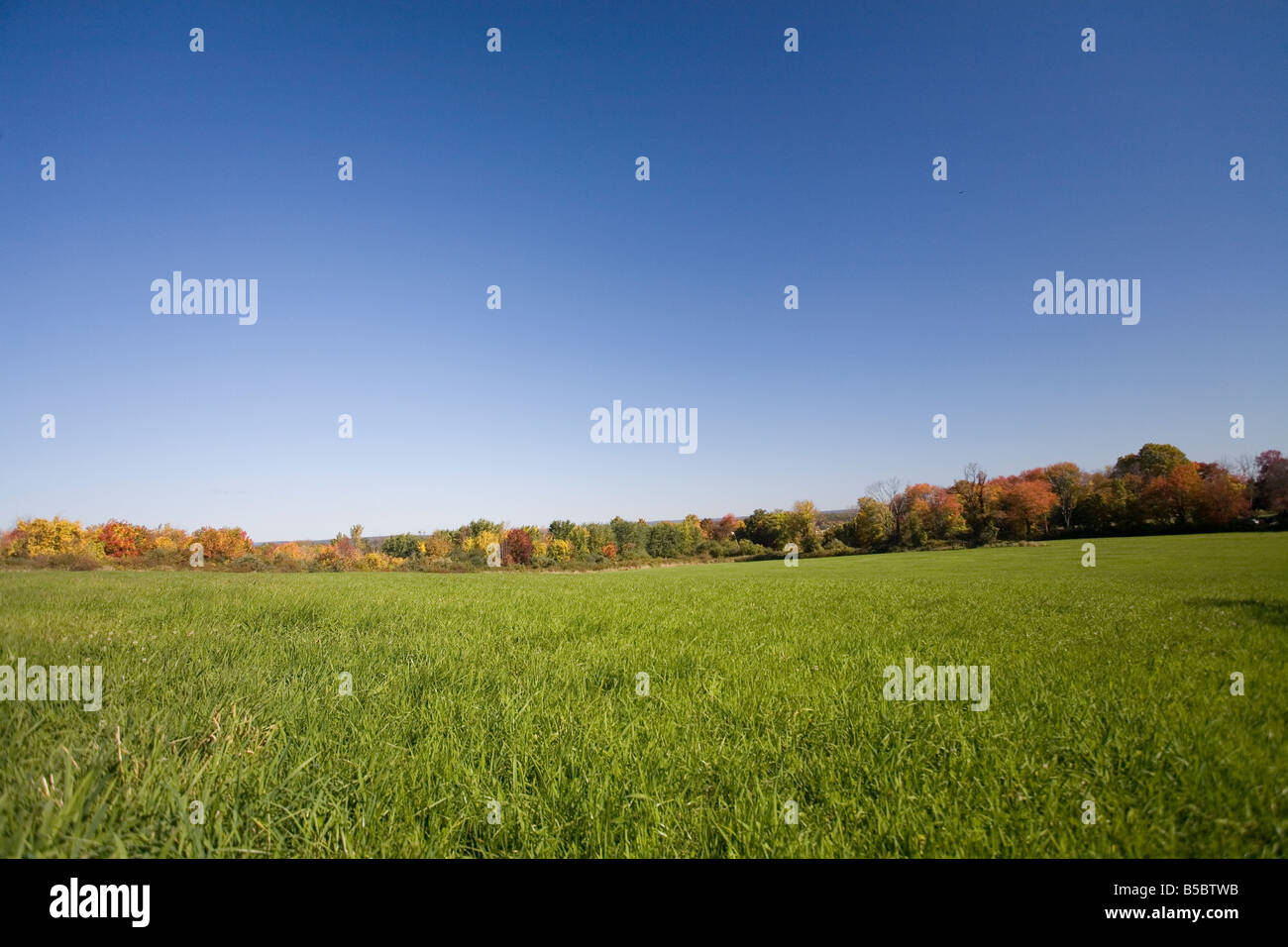 Photograph of a field with the colorful trees in the background Stock ...