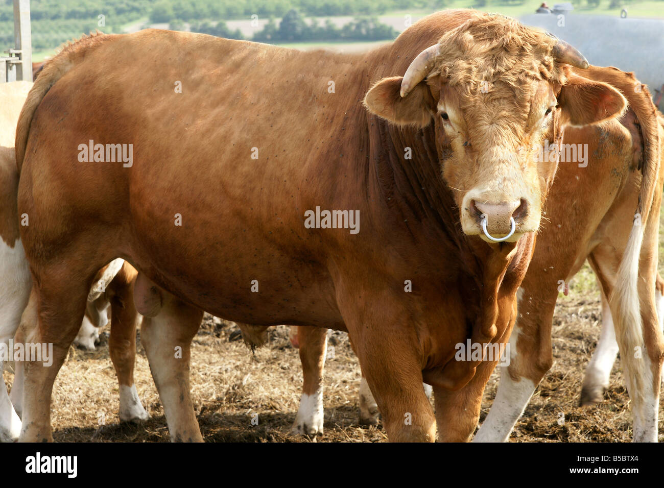 Fully grown bull with nosering Stock Photo - Alamy
