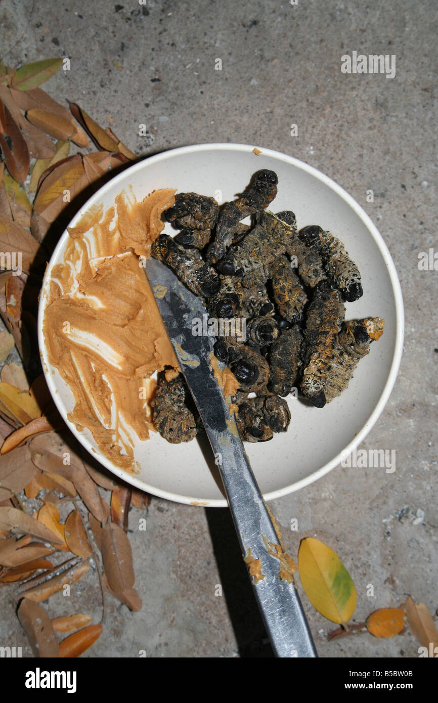 Mopane worms hi-res stock photography and images - Alamy