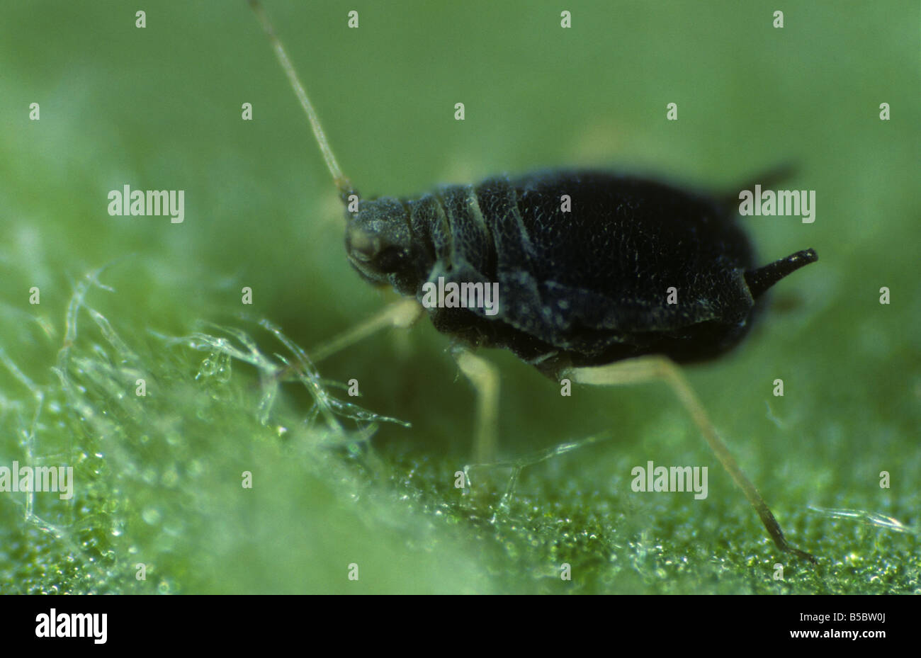 Aphis gossypii hi-res stock photography and images - Alamy