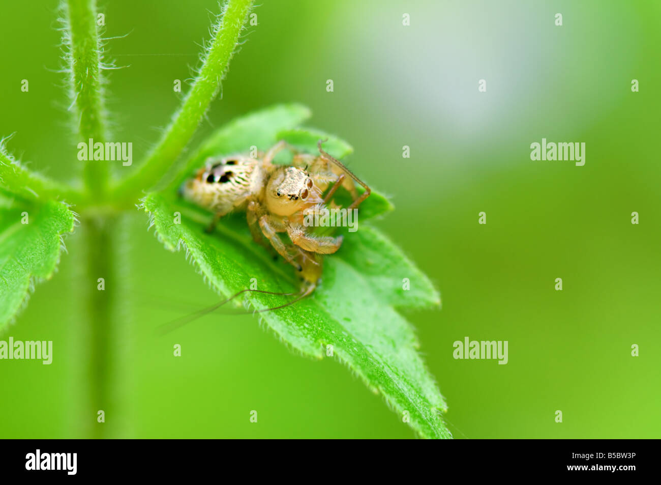A lynx spider on leaf of weed Stock Photo - Alamy
