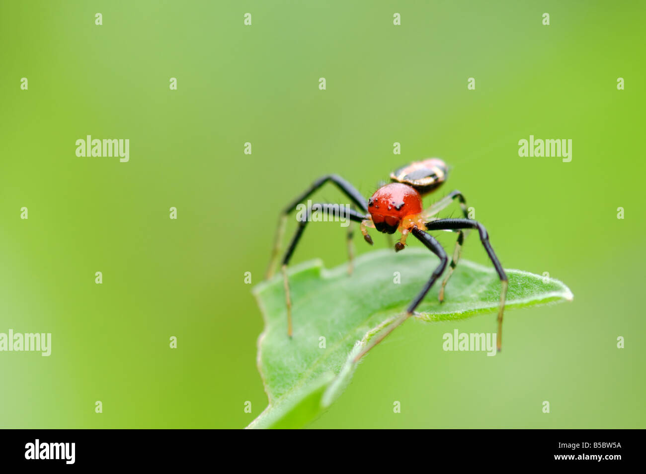 Red crab spider moving hi-res stock photography and images - Alamy