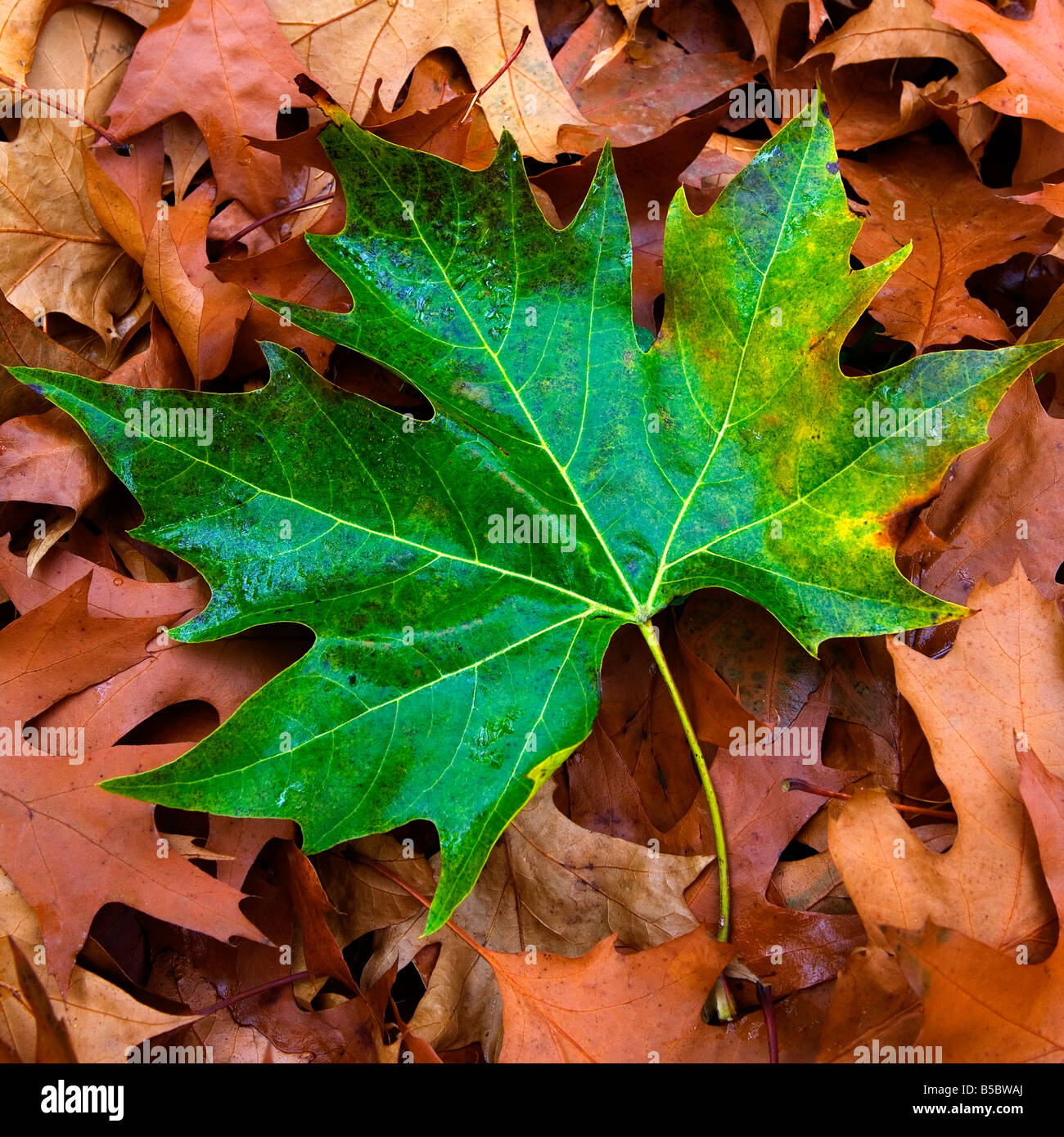 Autumn, fallen leaves Stock Photo - Alamy