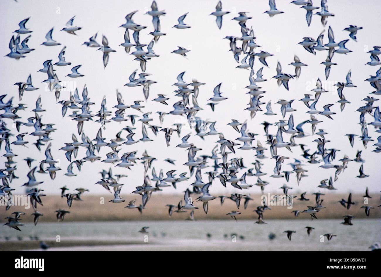 1180 3 Sanderlings flying in the Outer Banks of Cape Hatteras North ...