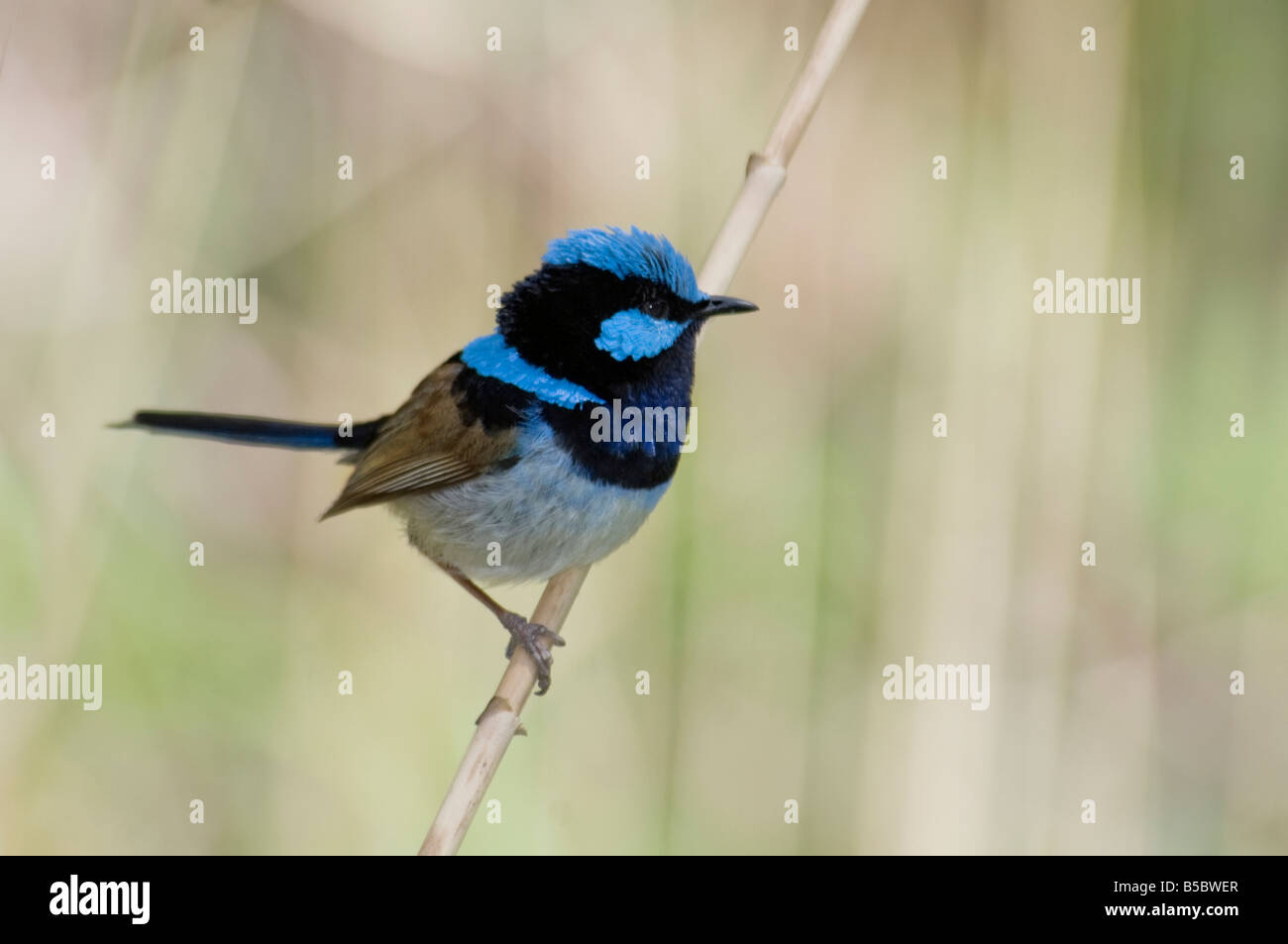 Superb blue wren, Malurus cyaneus, South Australia Stock Photo - Alamy