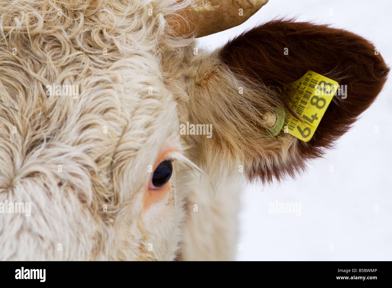 Close Up of a Cow and its Tag Stock Photo - Alamy