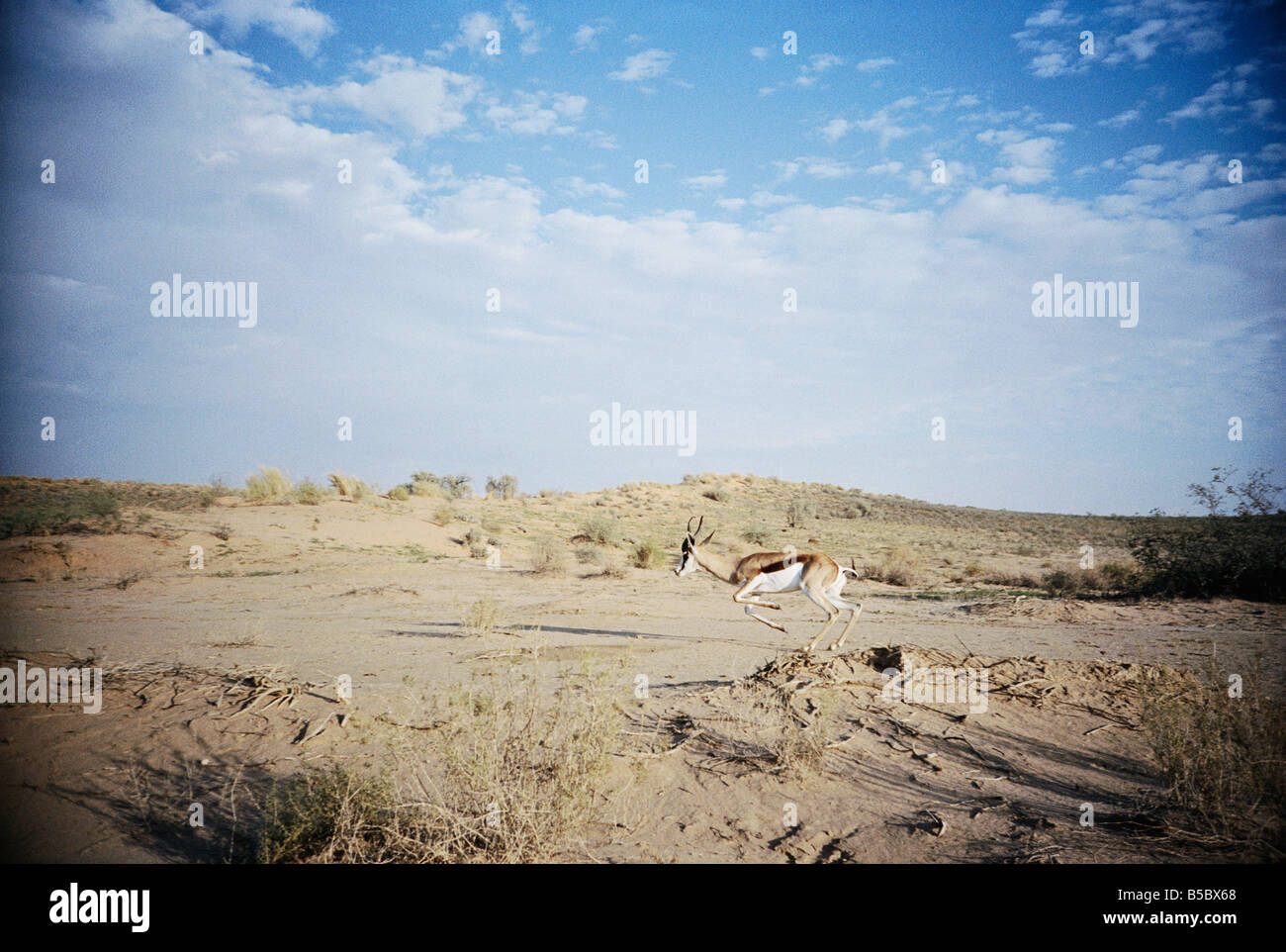 Springbok jumping south africa hi-res stock photography and images - Alamy