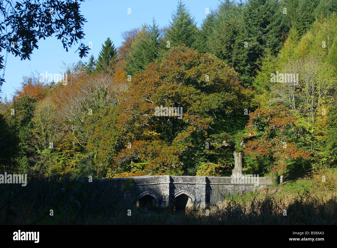 Autumn colours in the Tamar Valley near Cotehele on the Devon-Cornwall ...
