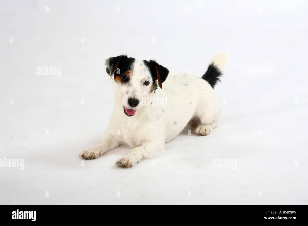 Jack Russell Terrier tricolor Stock Photo - Alamy