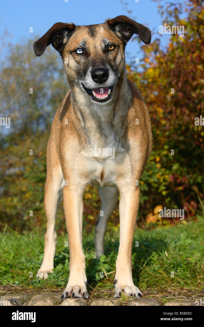 Mixed Breed Dog odd eyed Stock Photo - Alamy