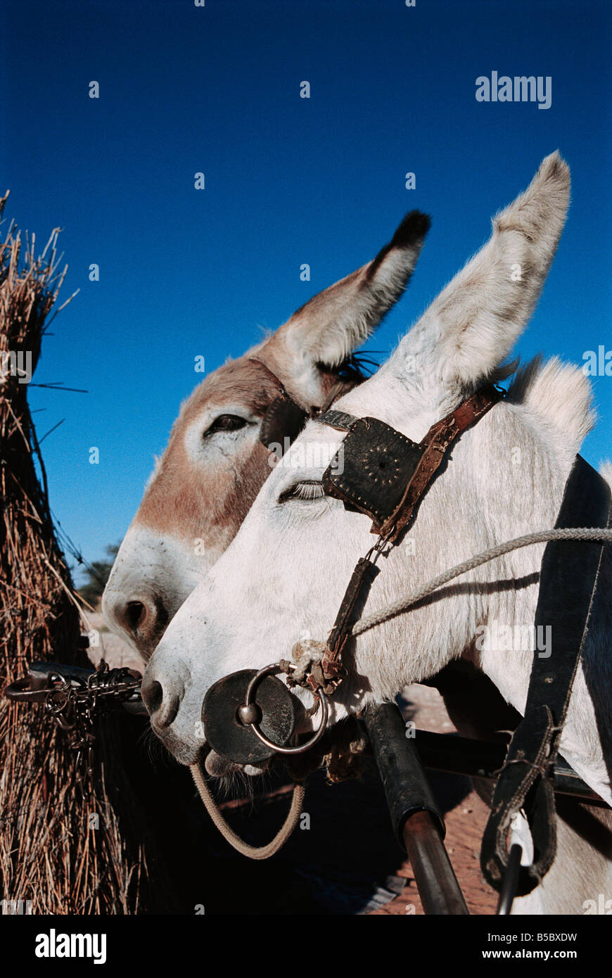 South Africa, Northern Cape, Two donkeys eating straw, close-up Stock ...