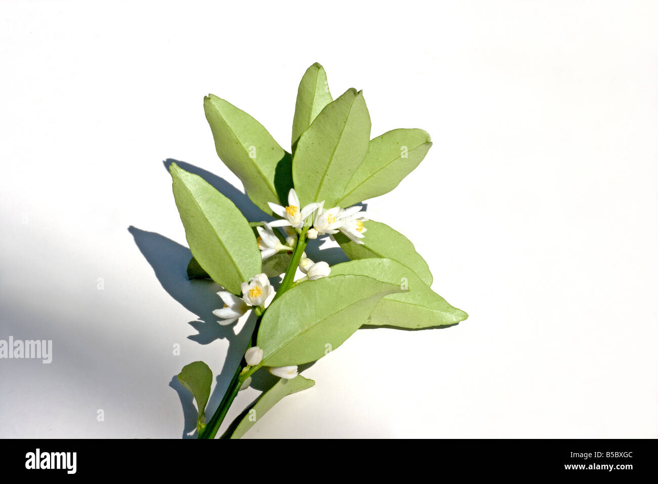 Orange blossoms on white background Stock Photo - Alamy