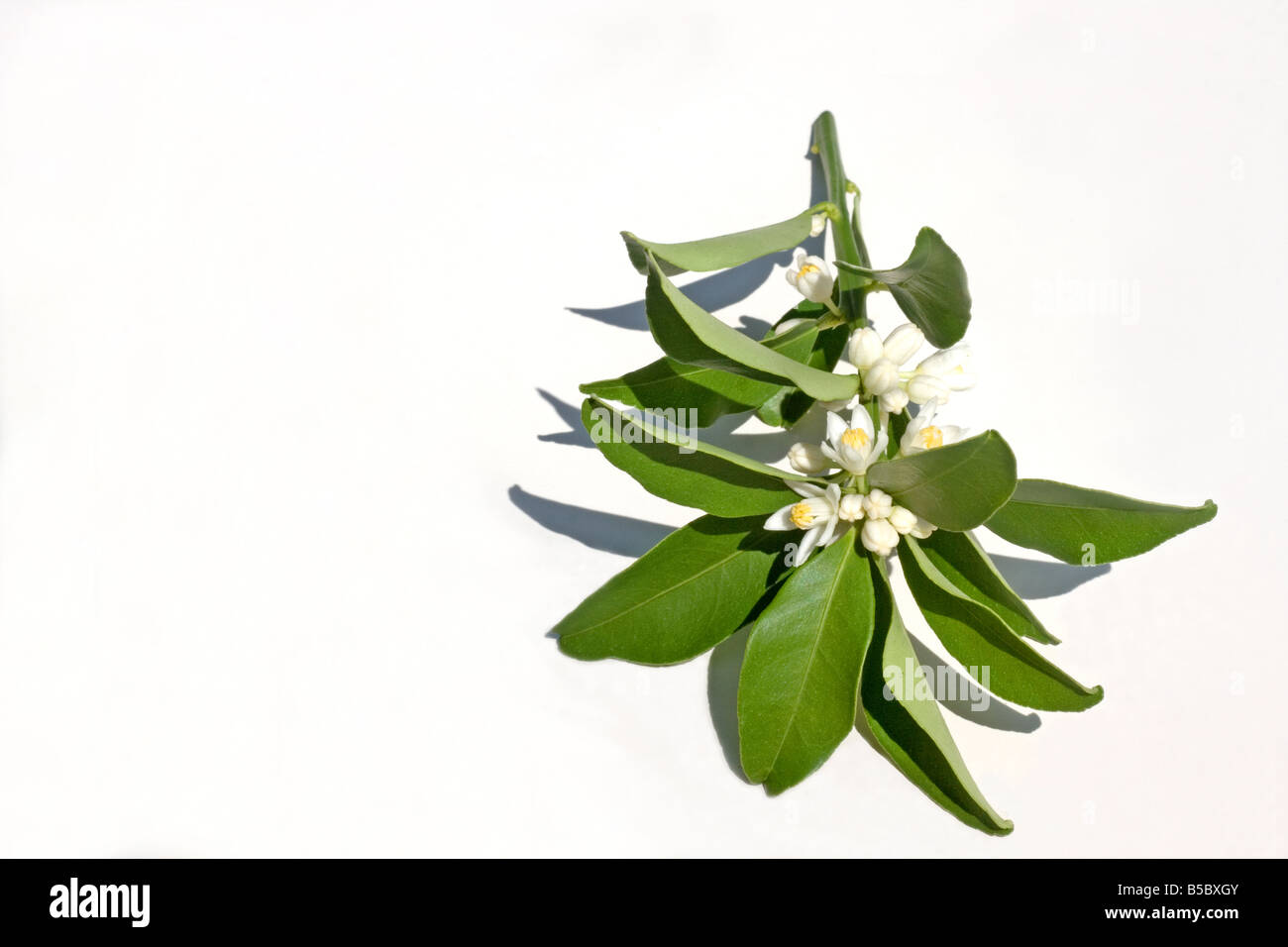 Orange blossoms on white background Stock Photo - Alamy