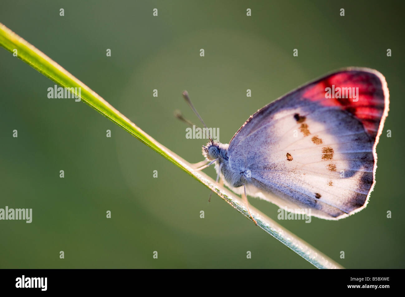 Colotis hi-res stock photography and images - Alamy