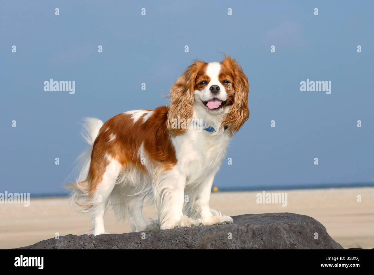 Cavalier King Charles Spaniel blenheim Stock Photo - Alamy