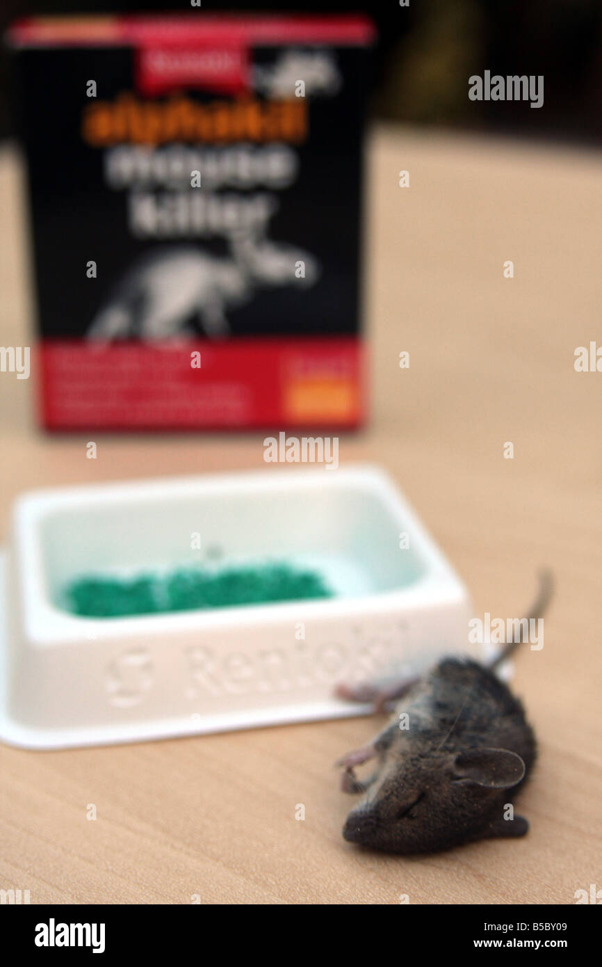 dead field mouse Stock Photo - Alamy