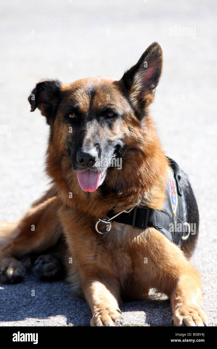 Bosco the Germantown Police Deparment K 9 officer Wisconsin Stock Photo ...