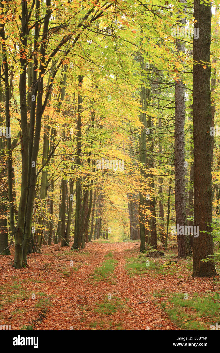 The way in autumn forest Stock Photo - Alamy