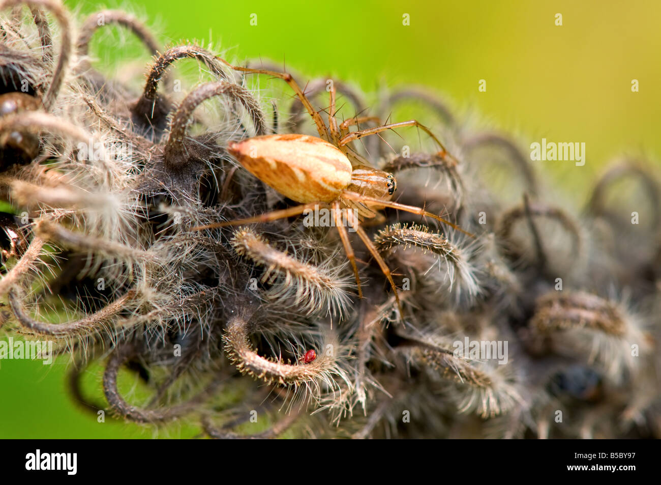 Dried plan hi-res stock photography and images - Alamy