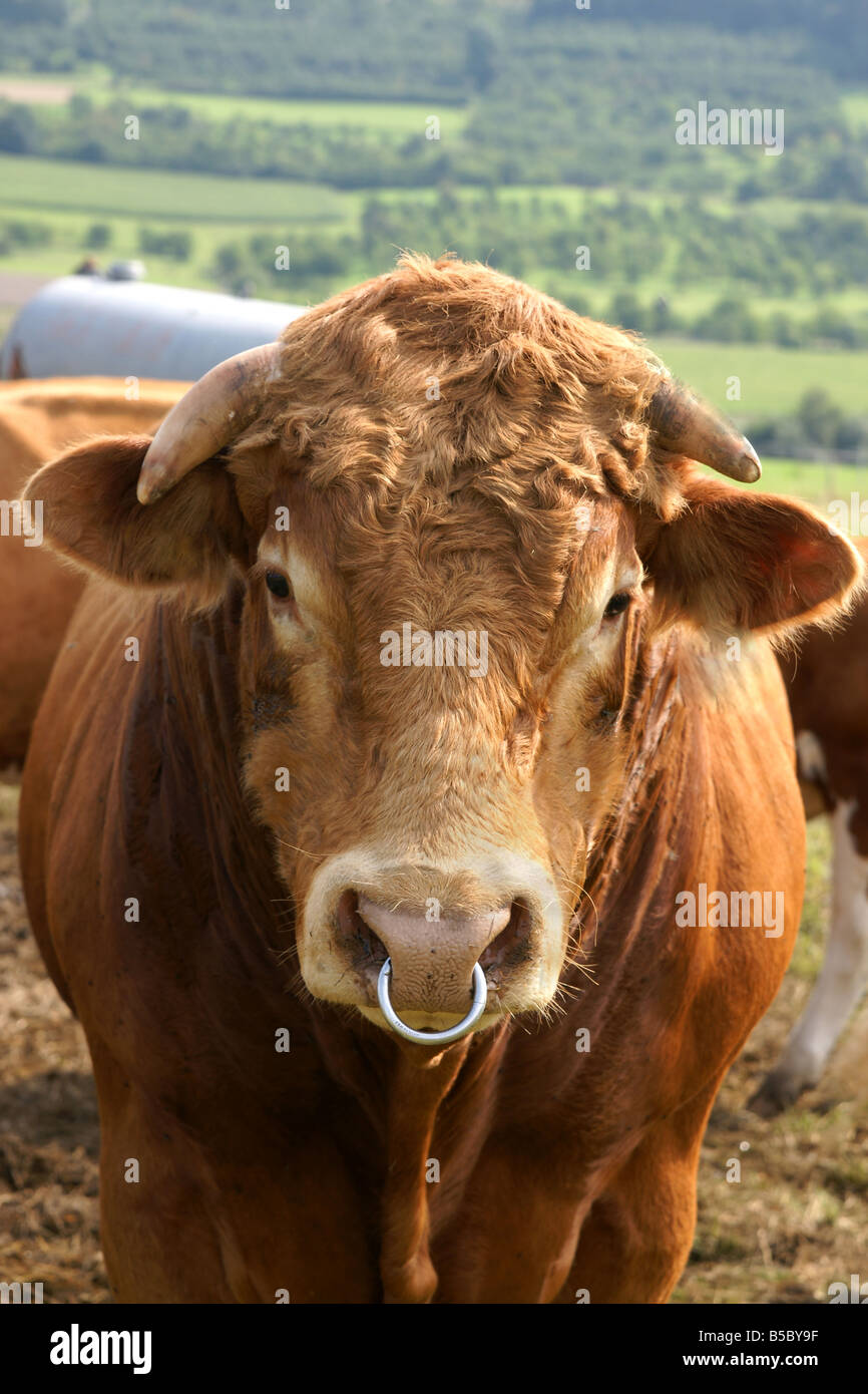 Portrait of bull with nosering Stock Photo - Alamy