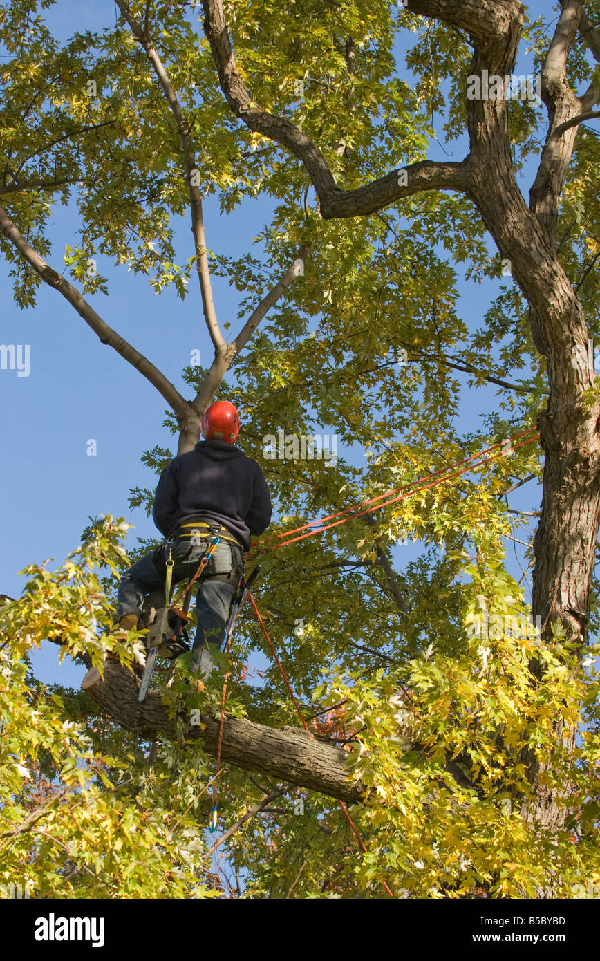 Tree thinning hi-res stock photography and images - Alamy
