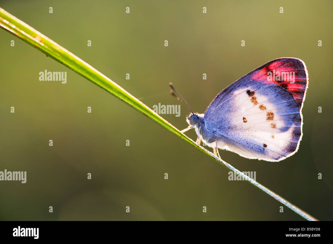 Crimson tip butterfly hi-res stock photography and images - Alamy