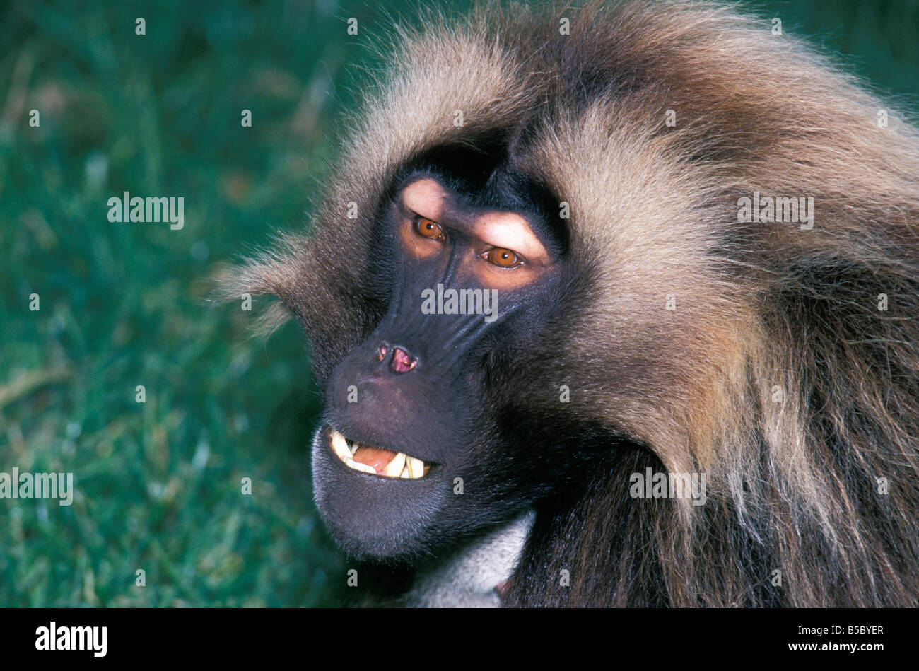 Gelada Baboon male Theropithecus gelada adult Africa animal animal ...