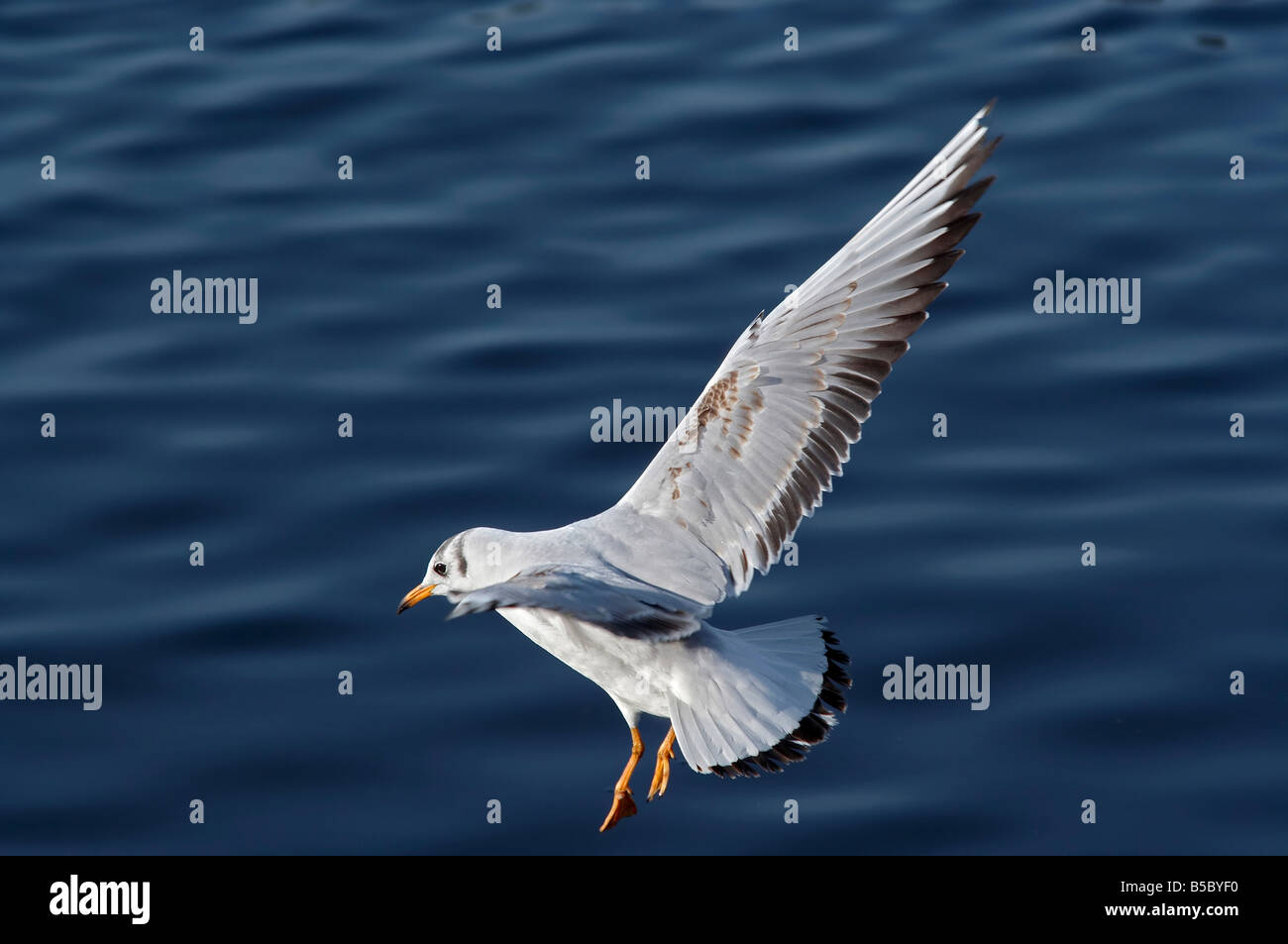 Gull flying landing hi-res stock photography and images - Alamy