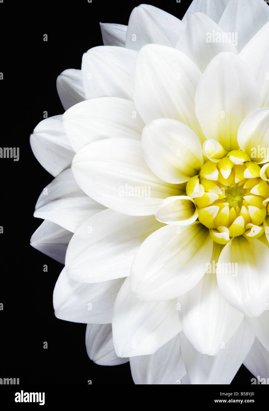 Flowers growing from head hi-res stock photography and images - Alamy