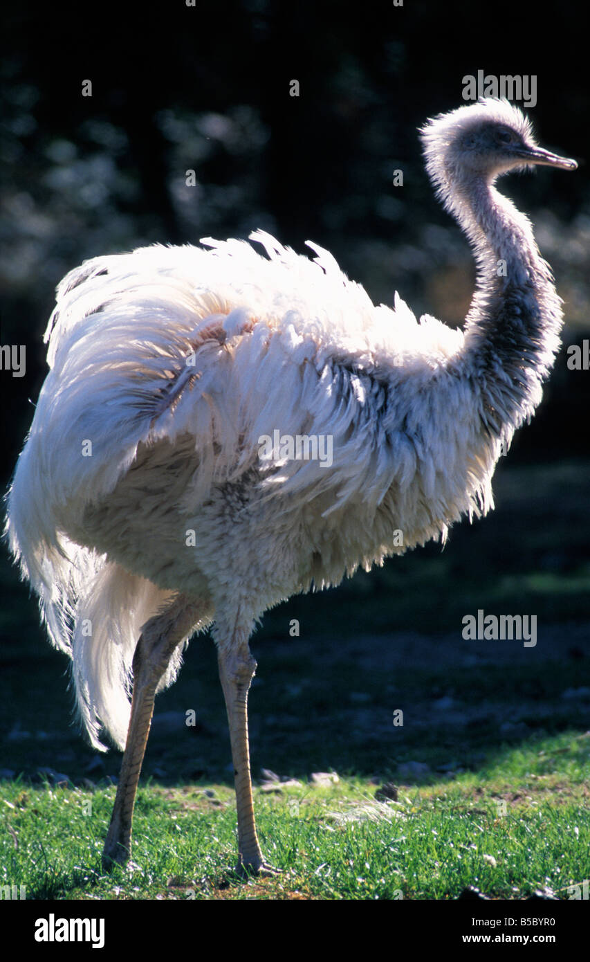 albino American Rhea Rhea americana nandou animal animals bird birds ...