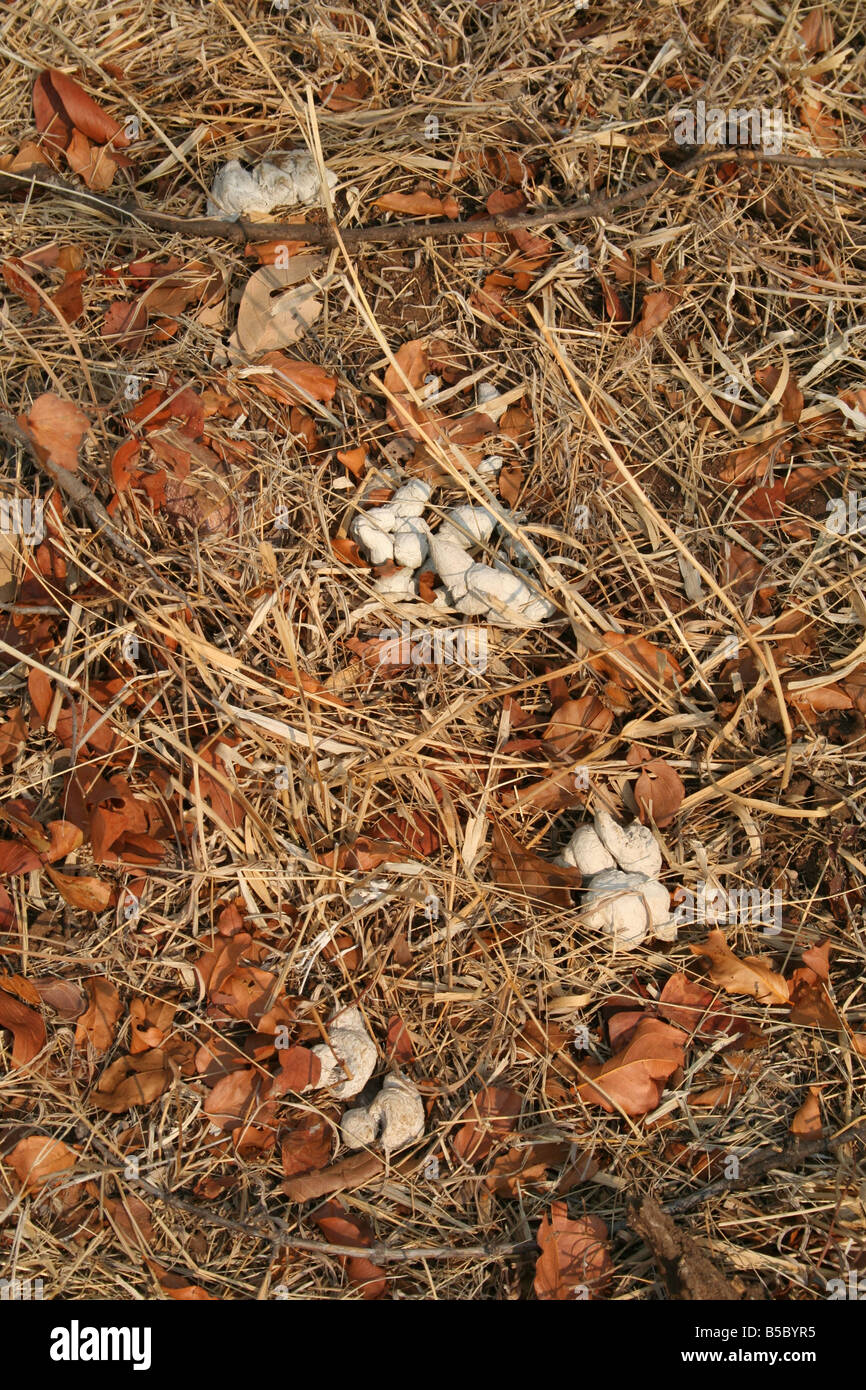 Hyena scat hi-res stock photography and images - Alamy