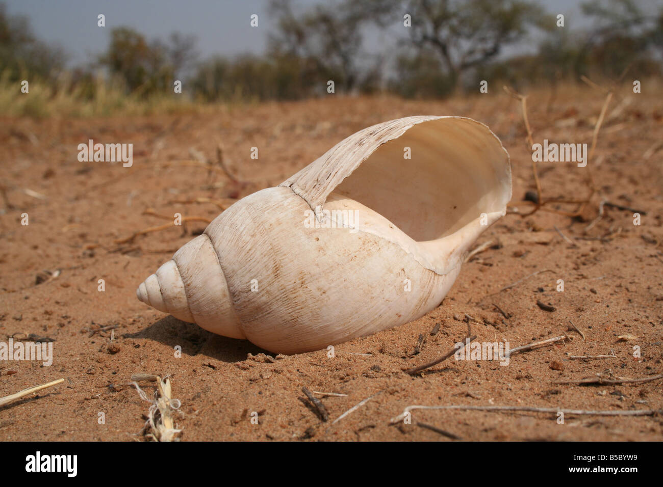 Shell of a Land Snail Stock Photo - Alamy