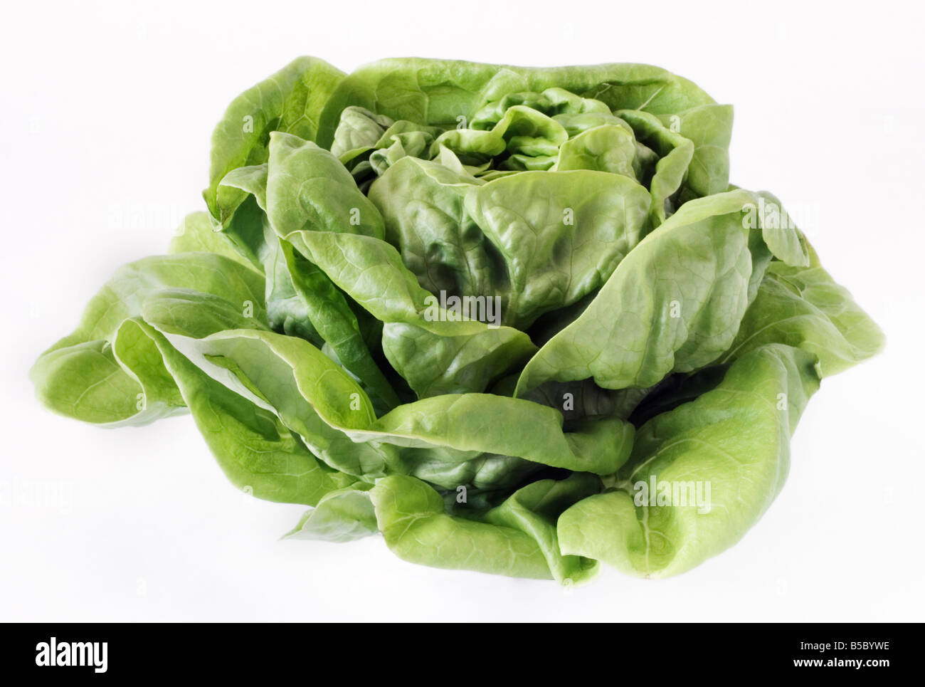 Plants lettuce Cut Out Stock Images & Pictures - Alamy