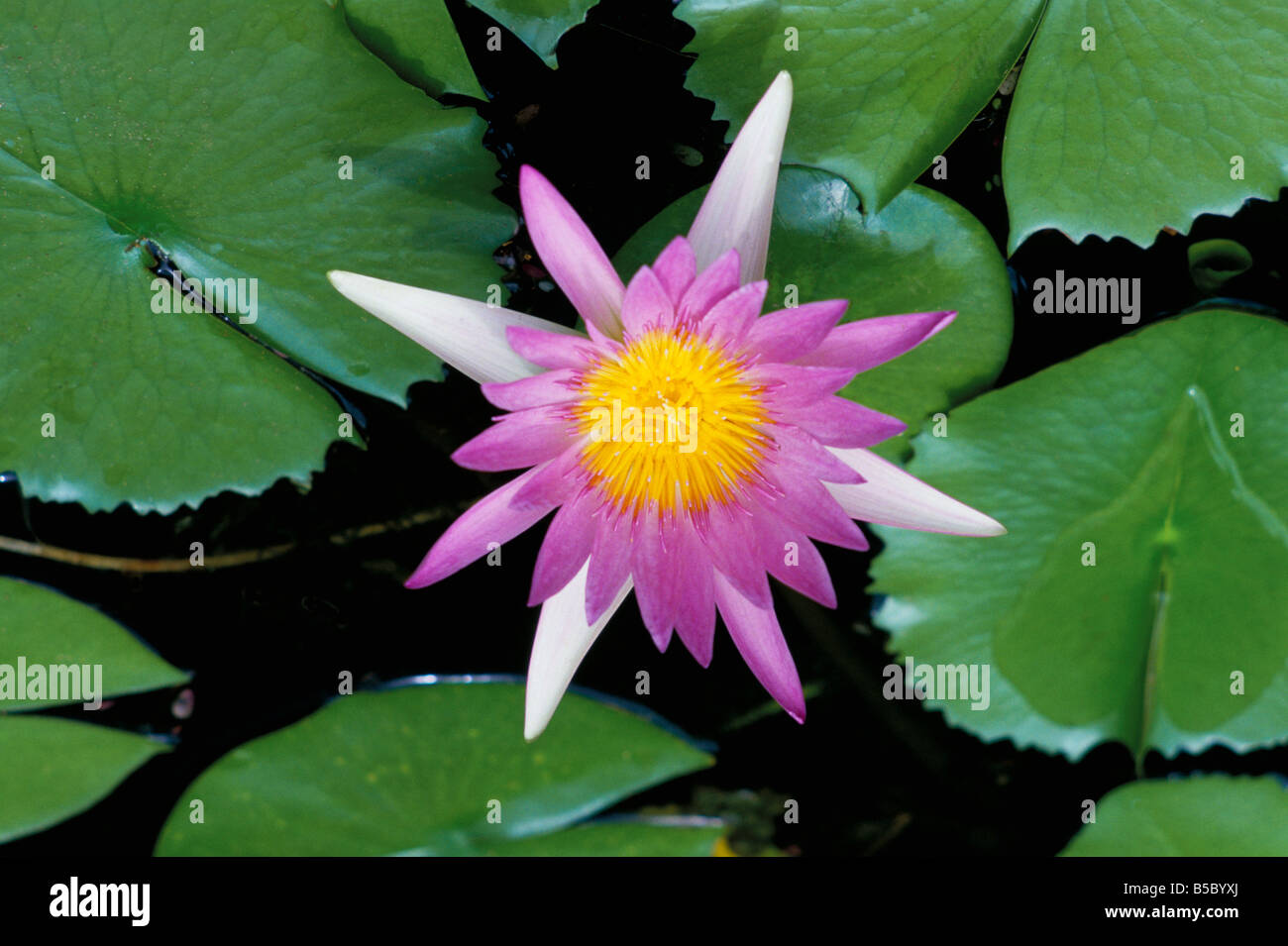 Flowering Nymphaea Hardy Hybrid Stock Photo - Alamy
