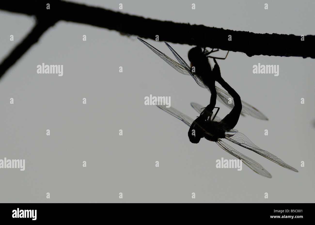 Dragonflies mating in silhouette Stock Photo - Alamy