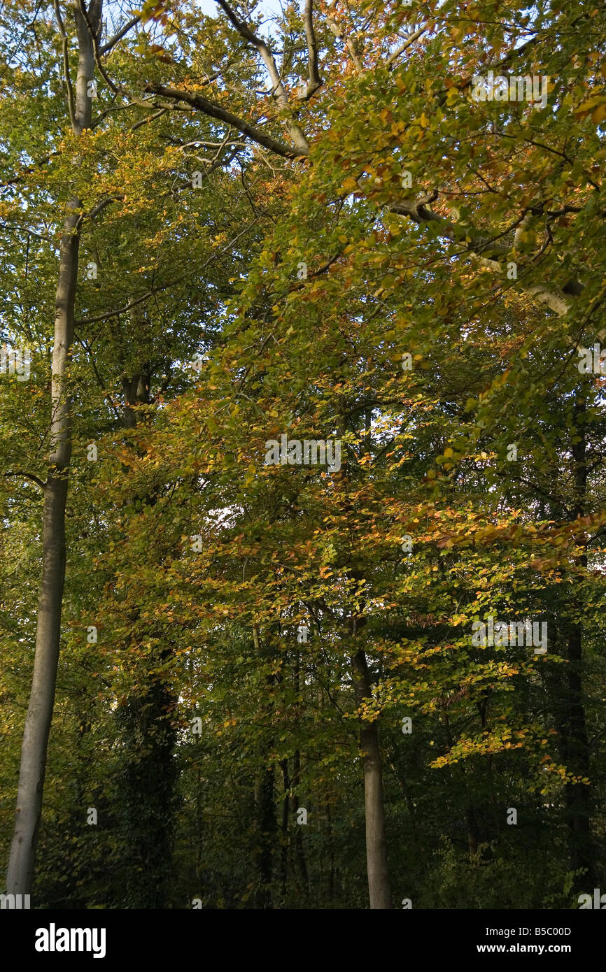 autumnal tree colours Stock Photo - Alamy