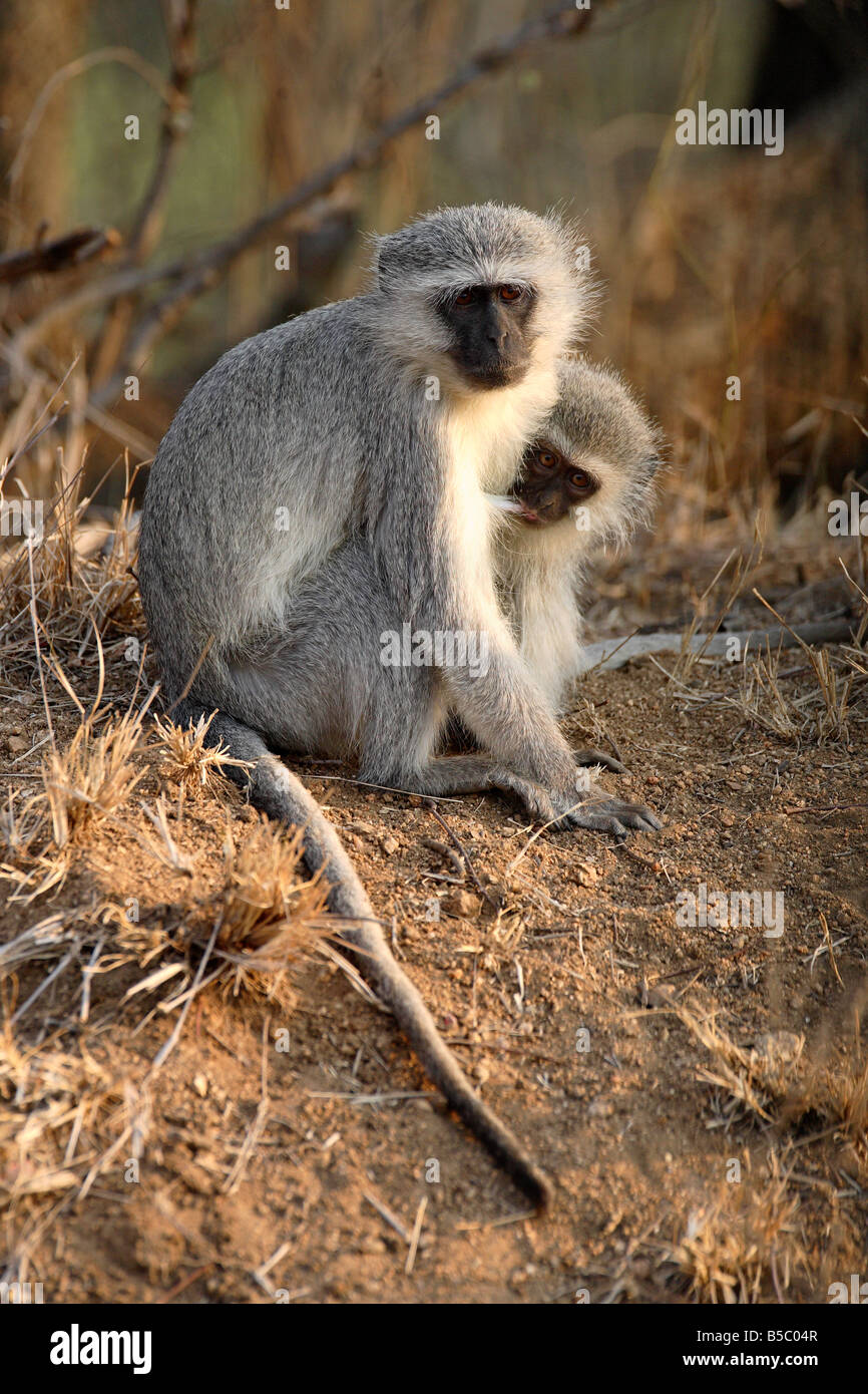 Vervet Monkey with a baby (Cercopithecus aethiops) - Kruger National ...