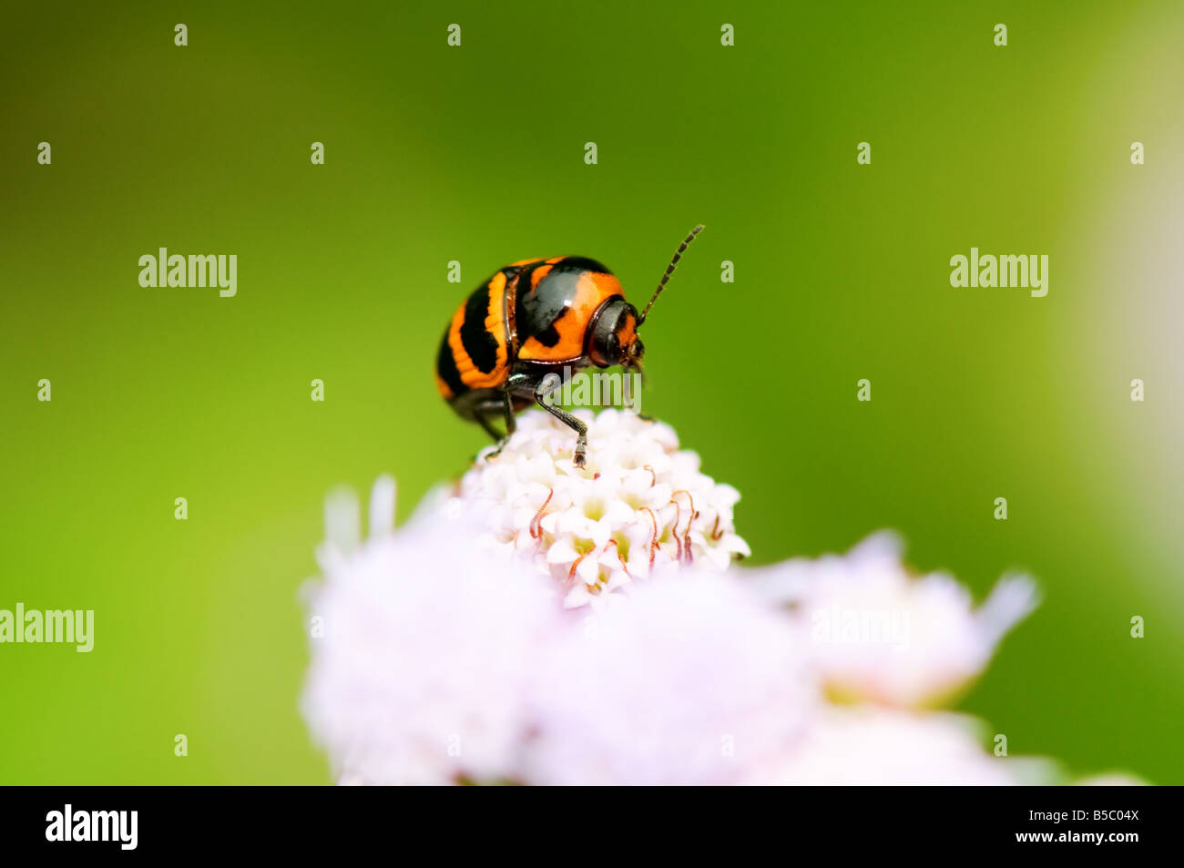 A ladybird climbing purple flowers Stock Photo - Alamy