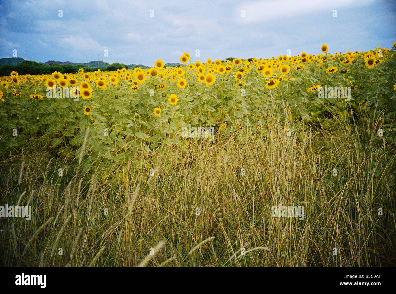 South Africa, Sunflowers in a field Stock Photo - Alamy