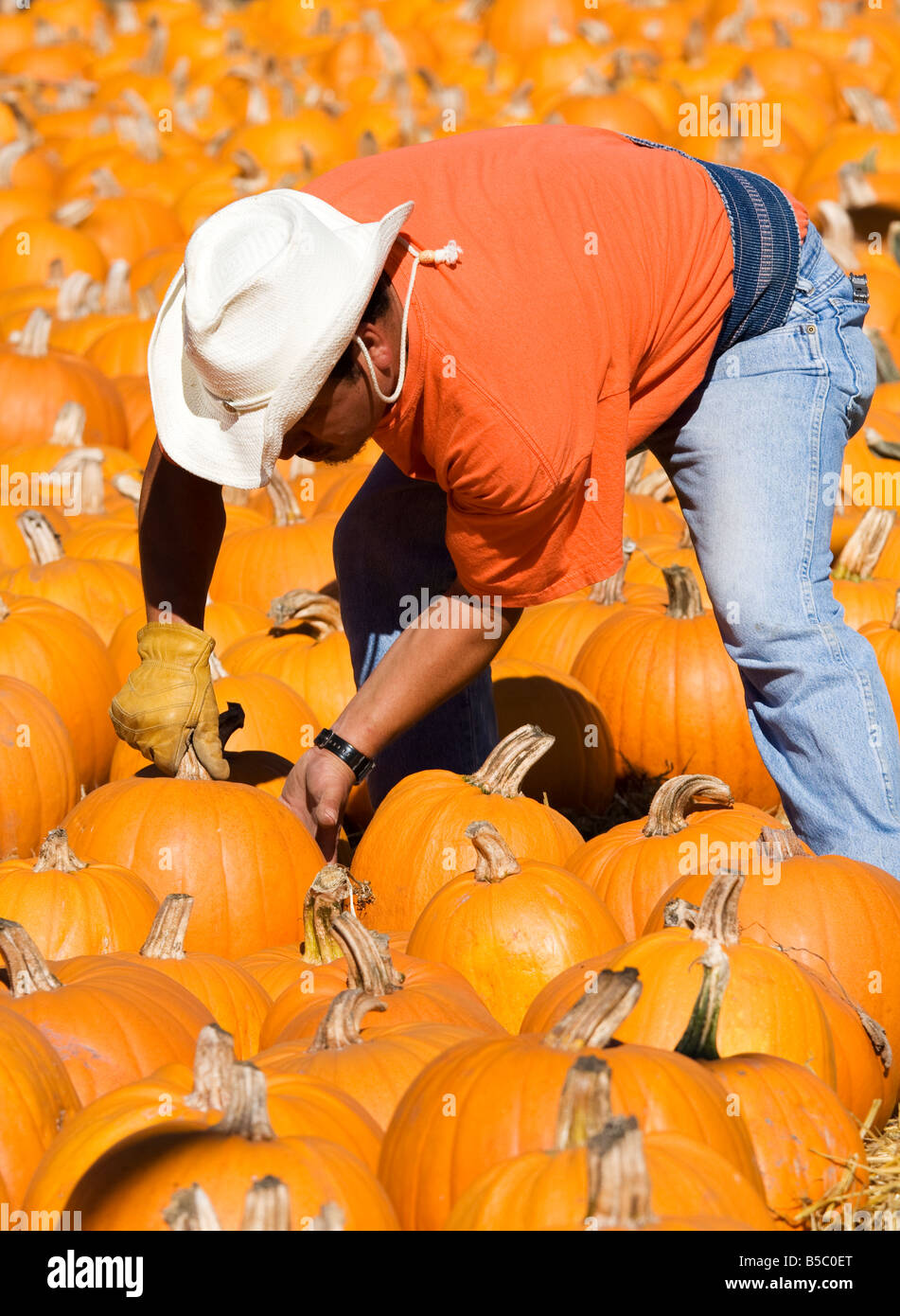 A worker places pumpkins in a Pumpkin Patch display Stock Photo - Alamy