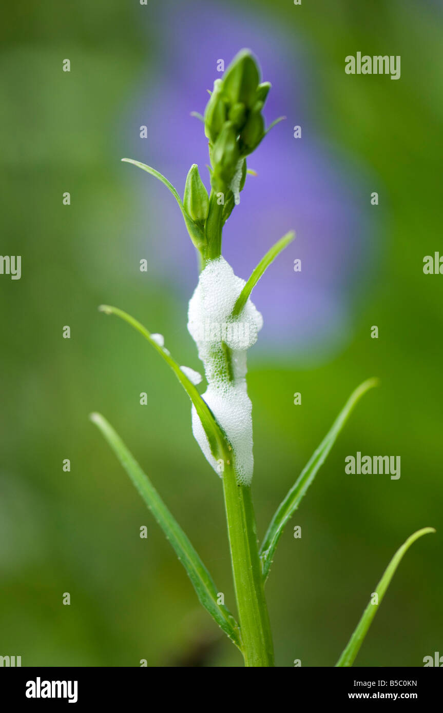 Cuckoo spit, (froghpper secretion) on flower stem Stock Photo - Alamy