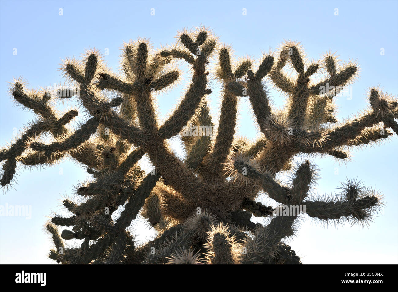 A cholla in the sun light Stock Photo - Alamy