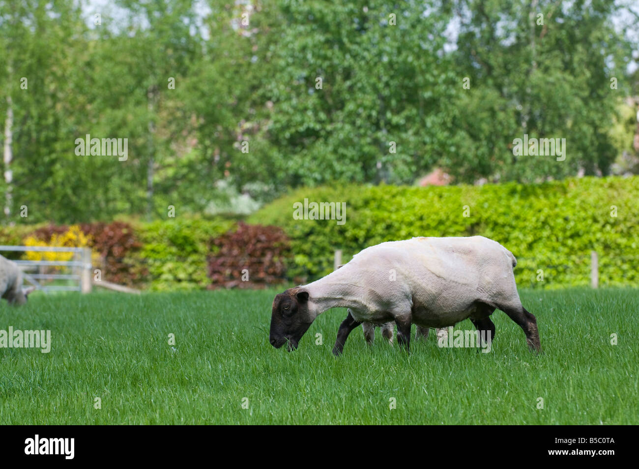 Shorn hi-res stock photography and images - Alamy