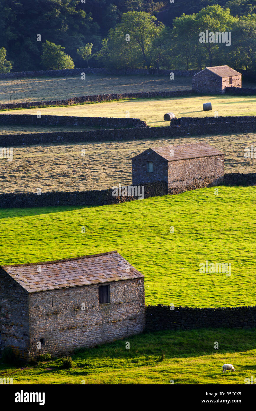 Field Barns Gunnerside Swaledale Yorkshire Dales England Stock Photo ...