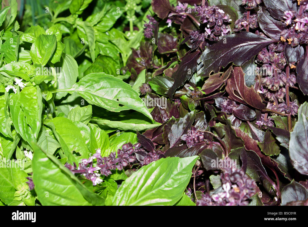 Purple basil hi-res stock photography and images - Alamy
